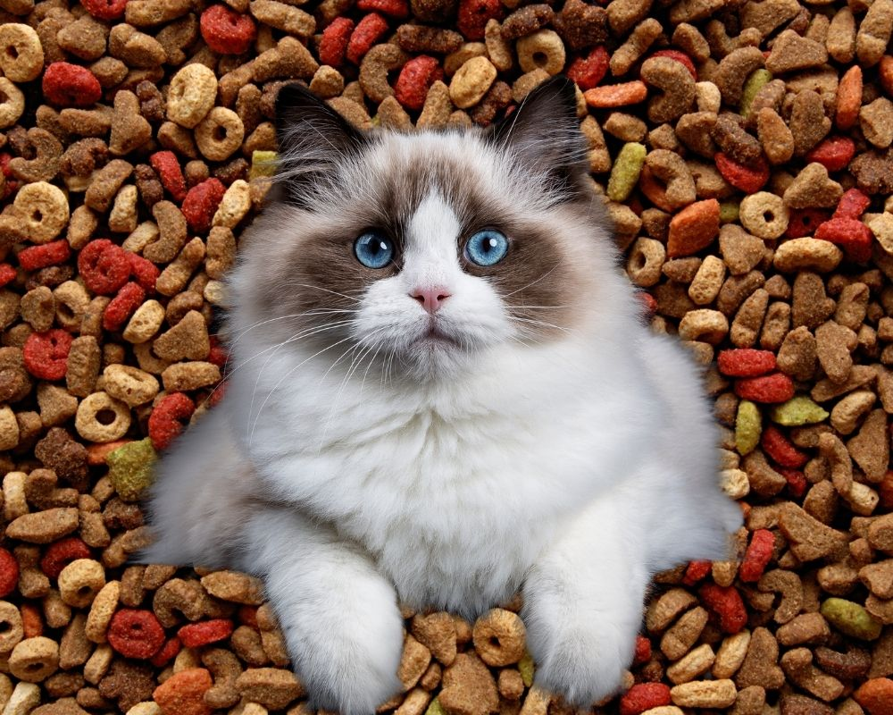 Cat Food: Top Brands, Low Prices