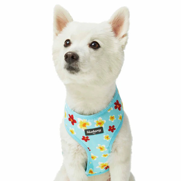 Blueberry Pet - Celeste Blue | Tropical Yellow Plumeria Flower Dog Har