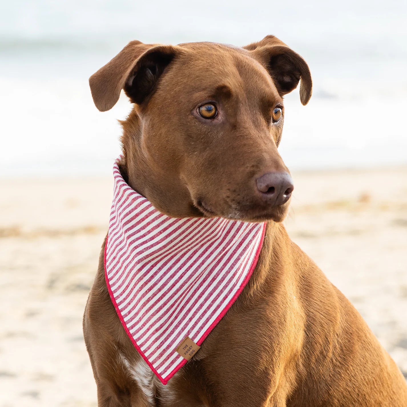 The Foggy Dog - Bandana Red Stripes