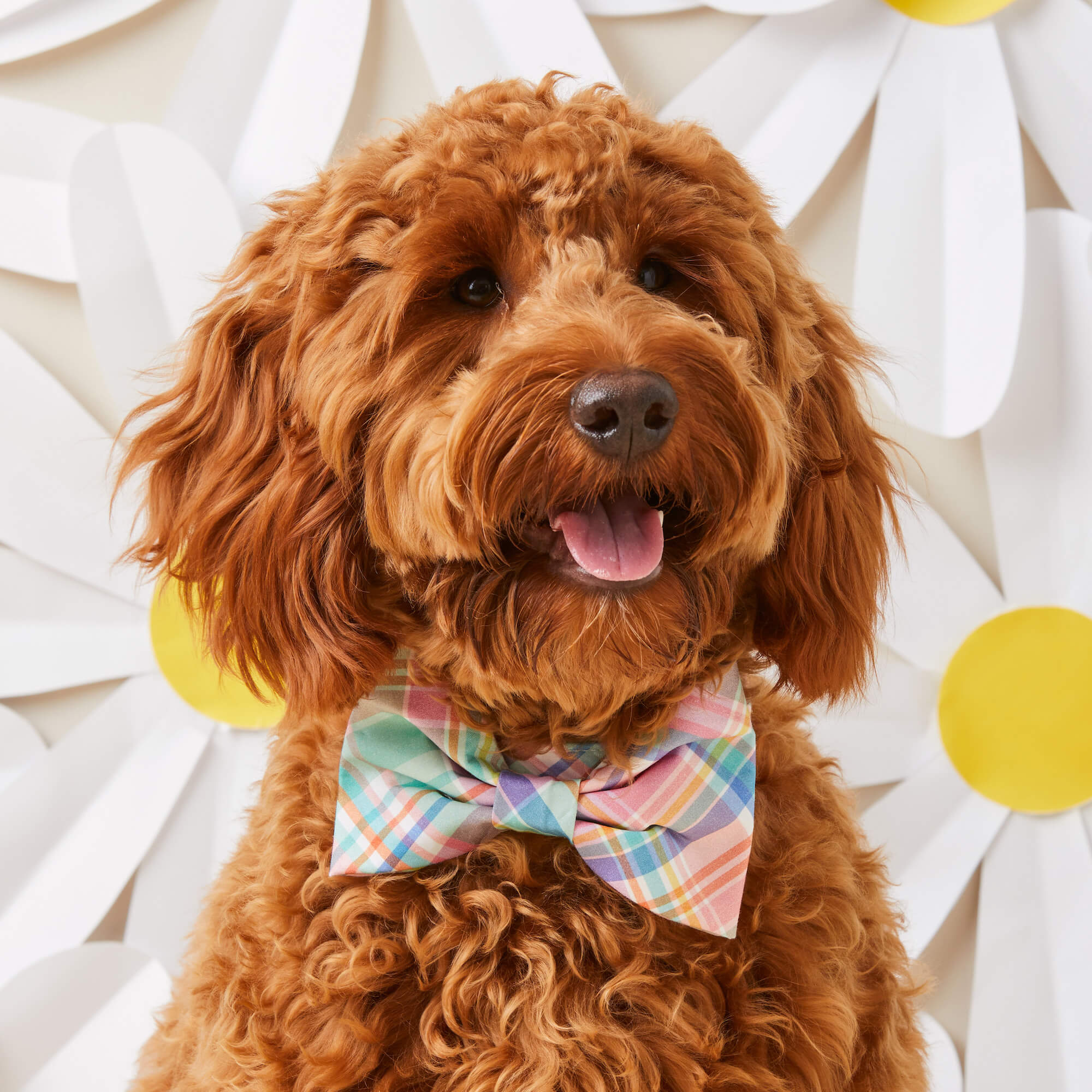 The Foggy Dog - Dog Bow Tie Blooming Plaid