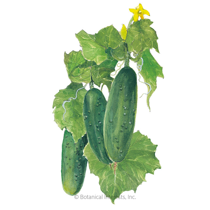Botanical Interests, Inc. - Cucumber Spacemaster Seeds