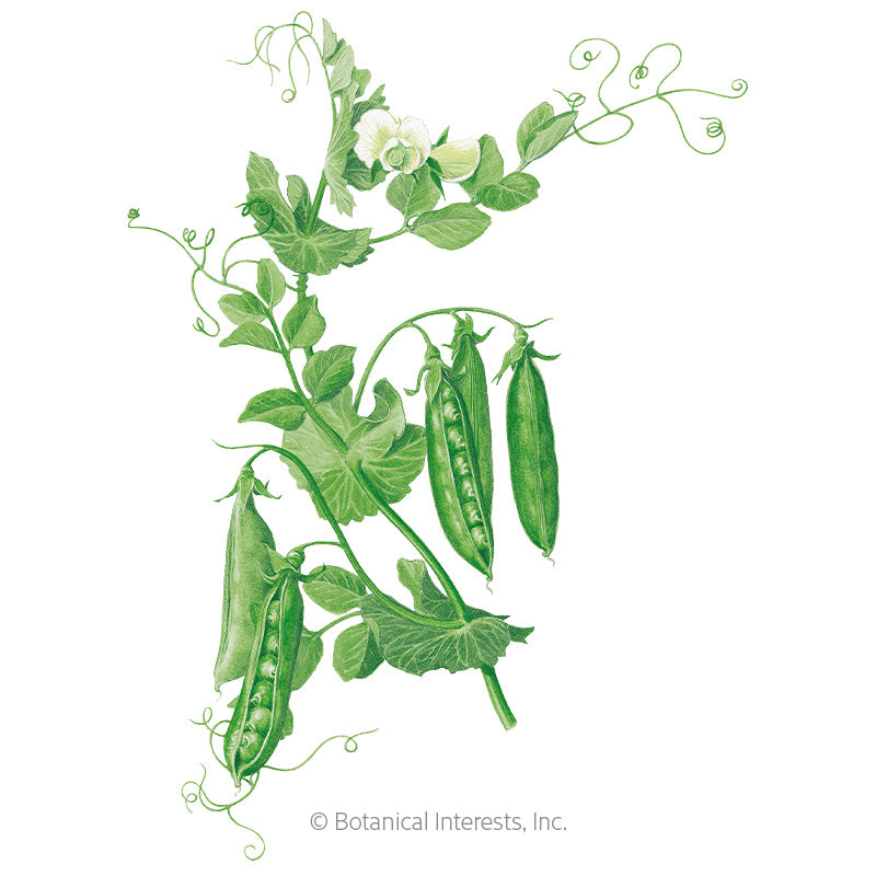 Botanical Interests, Inc. - Pea Shelling Wando Seeds