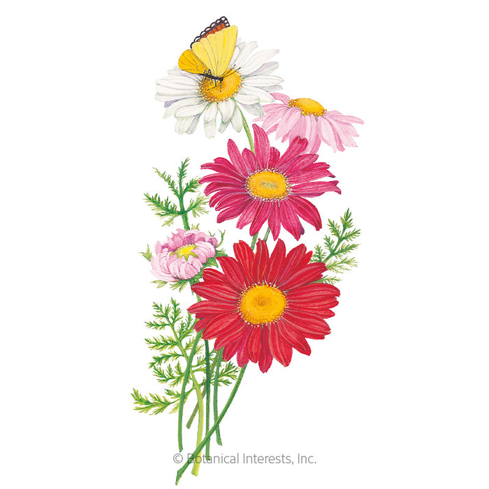 Botanical Interests, Inc. - Painted Daisy Robinson's Blend Seeds