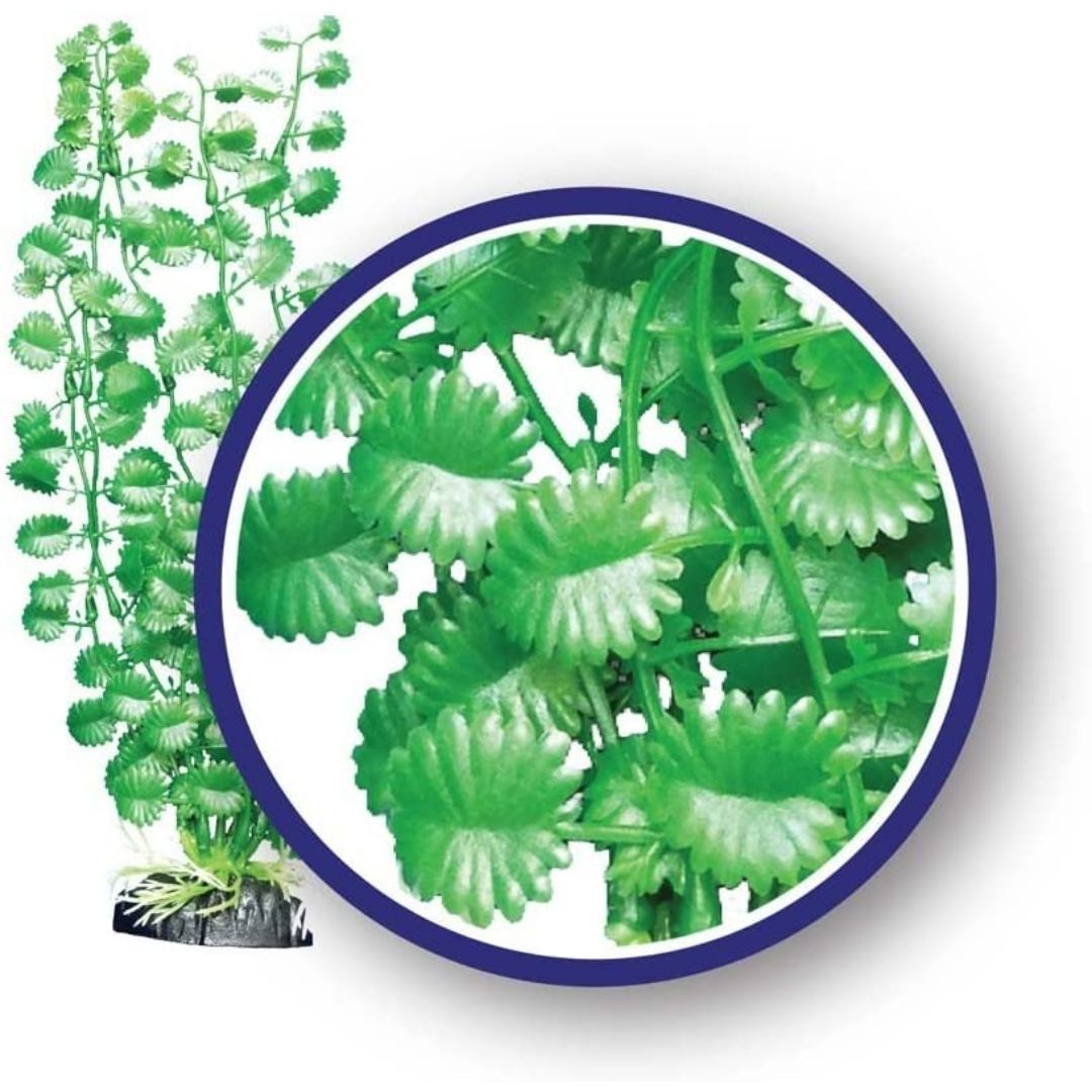 Weco - Japanese Cress Aquarium Plant