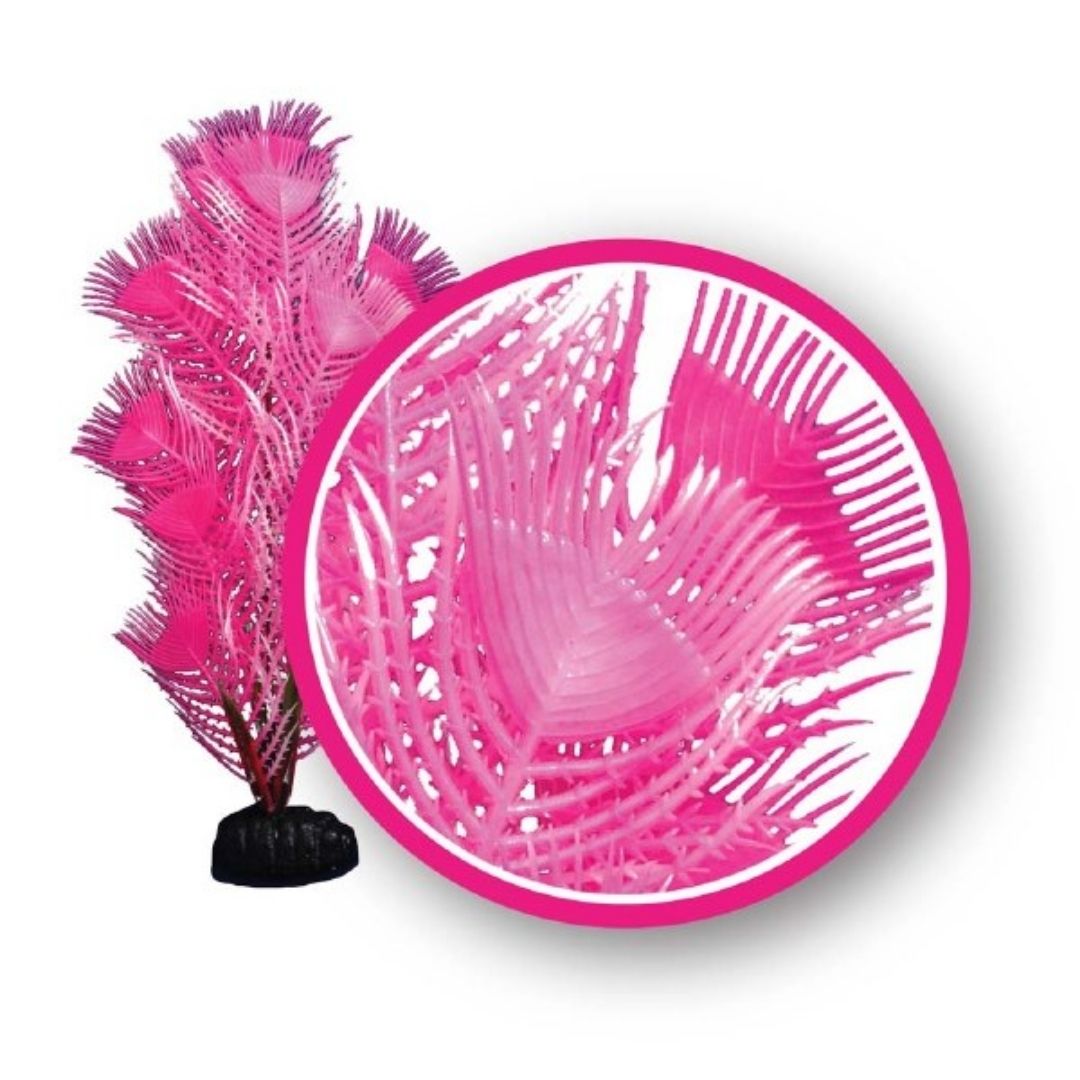 Pink Princess Feather Aquarium Plant